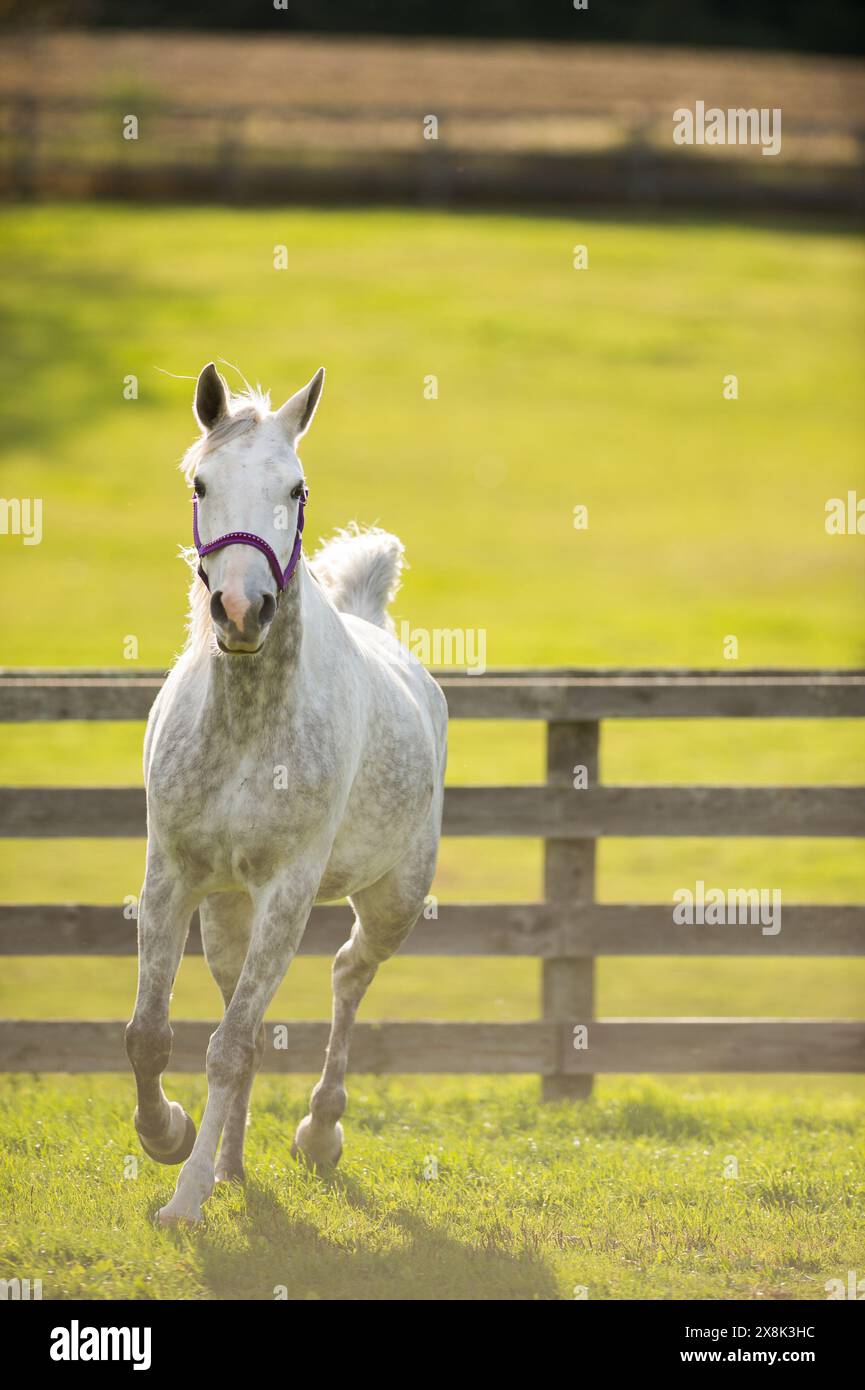 grey or white arabian horse in action trotting wooden fence in ...