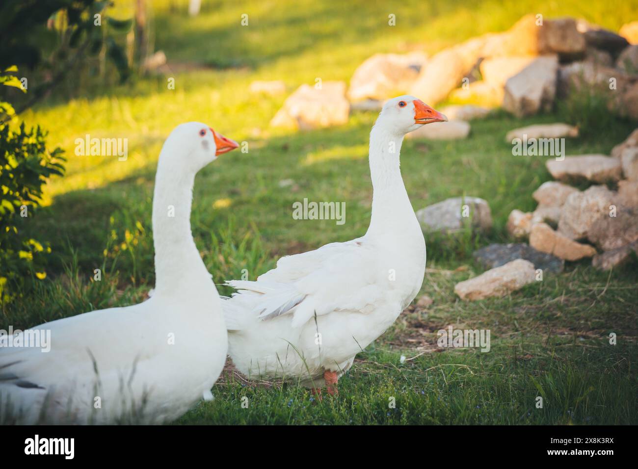 Endangered austrian goose hi-res stock photography and images - Alamy