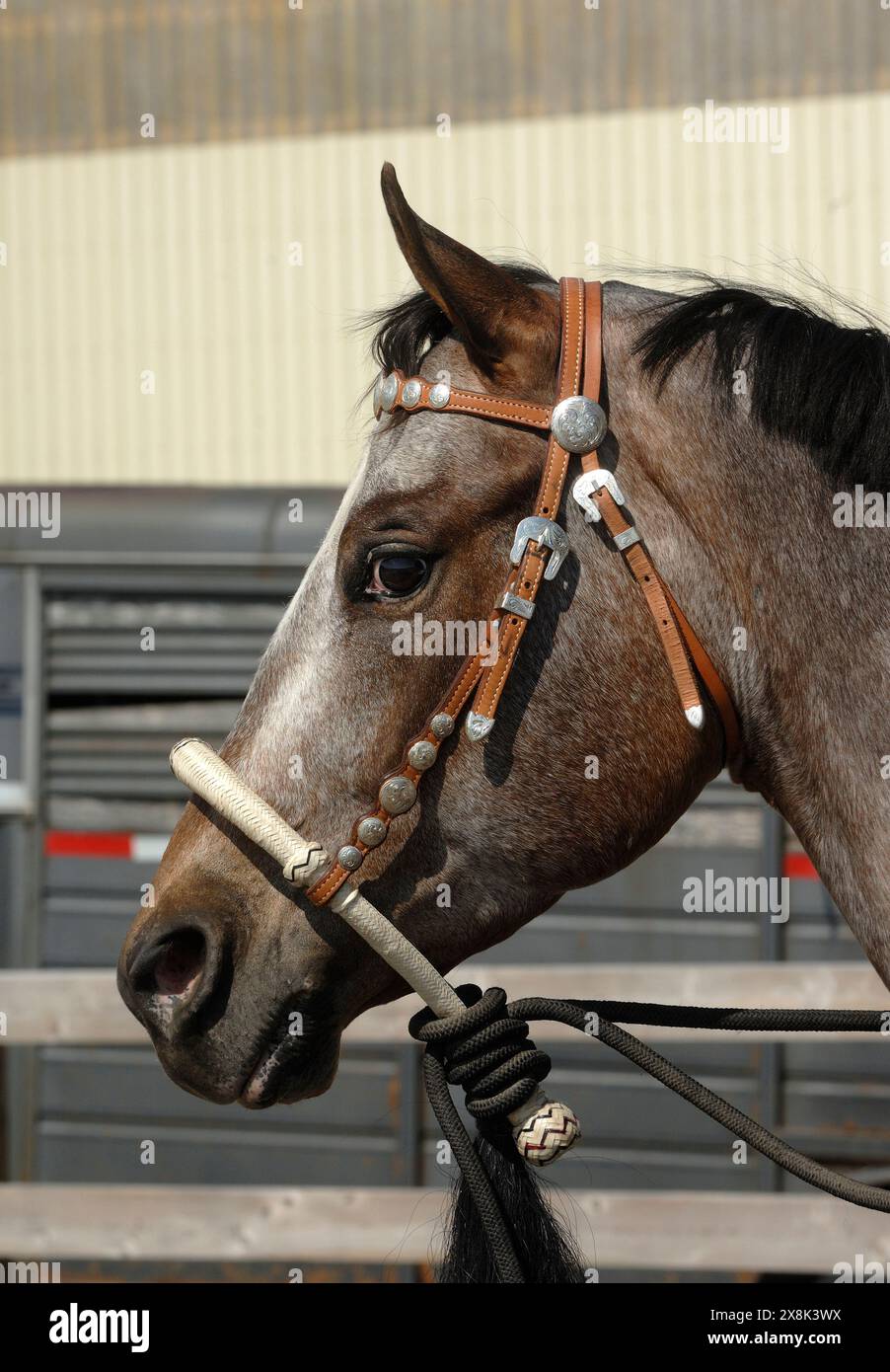 appaloosa horse portrait headshot of purebred appaloosa wearing leather ...