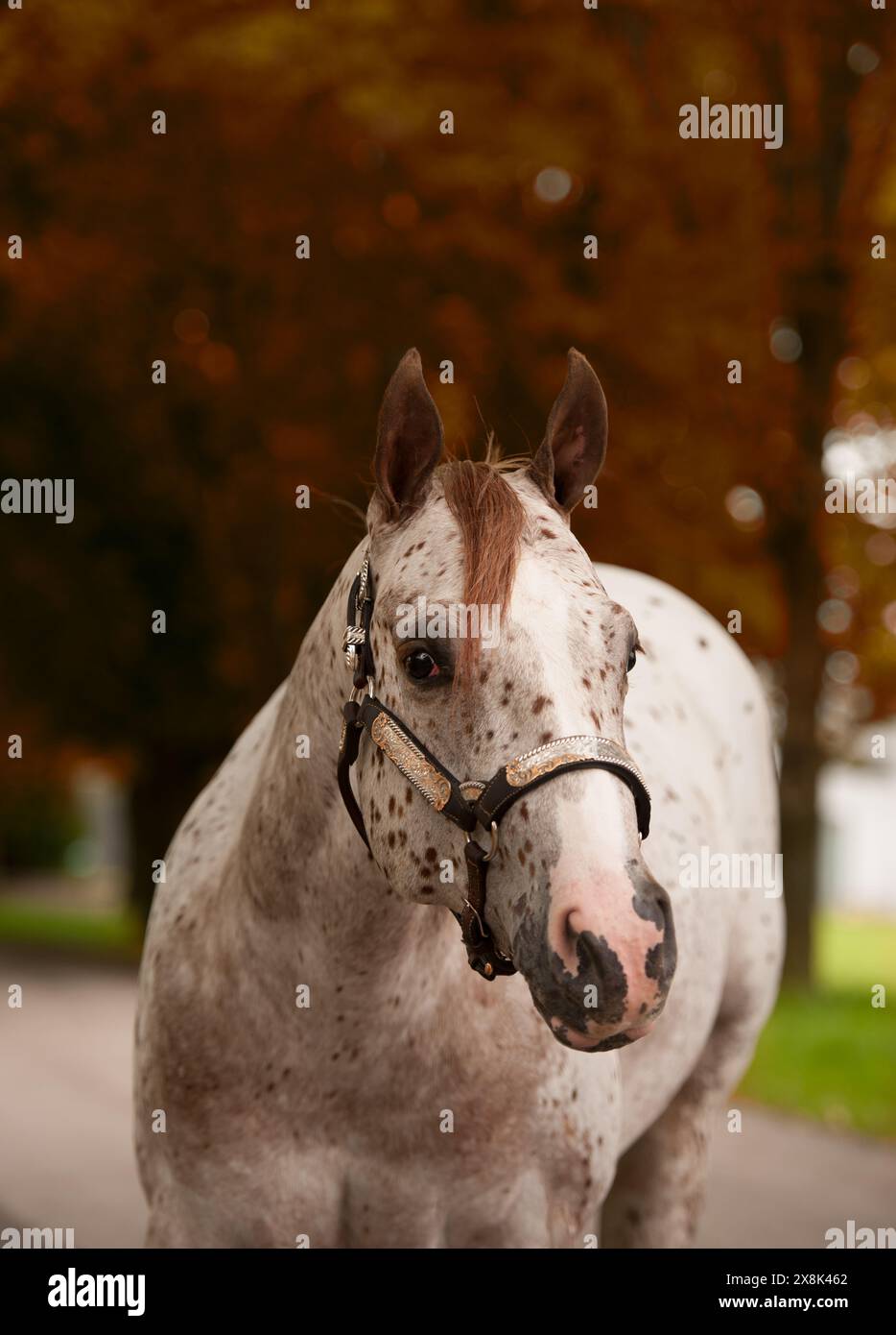 appaloosa horse portrait headshot of appaloosa horse with spots and ...