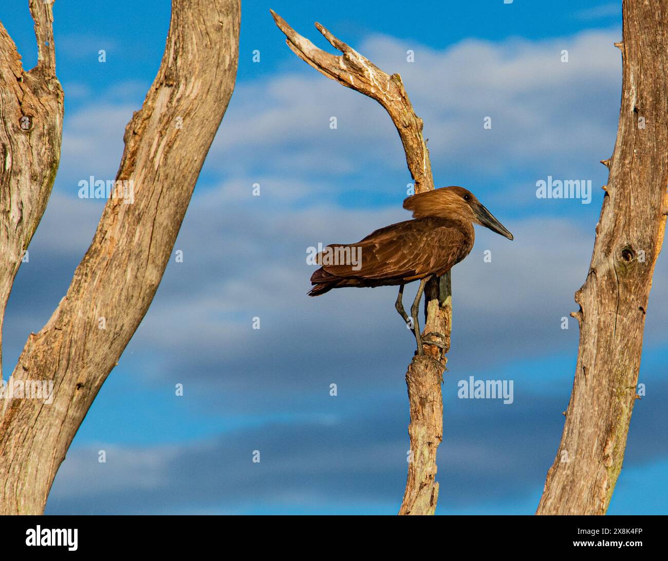 Hamerkop on branch hi-res stock photography and images - Alamy
