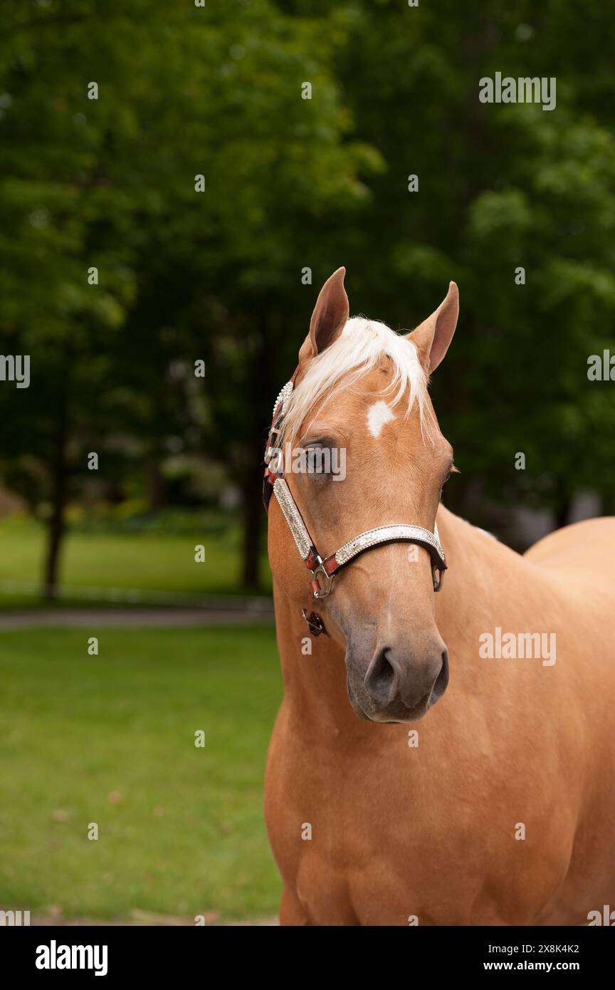 horse portrait headshot of palomino horse with white star on forehead ...
