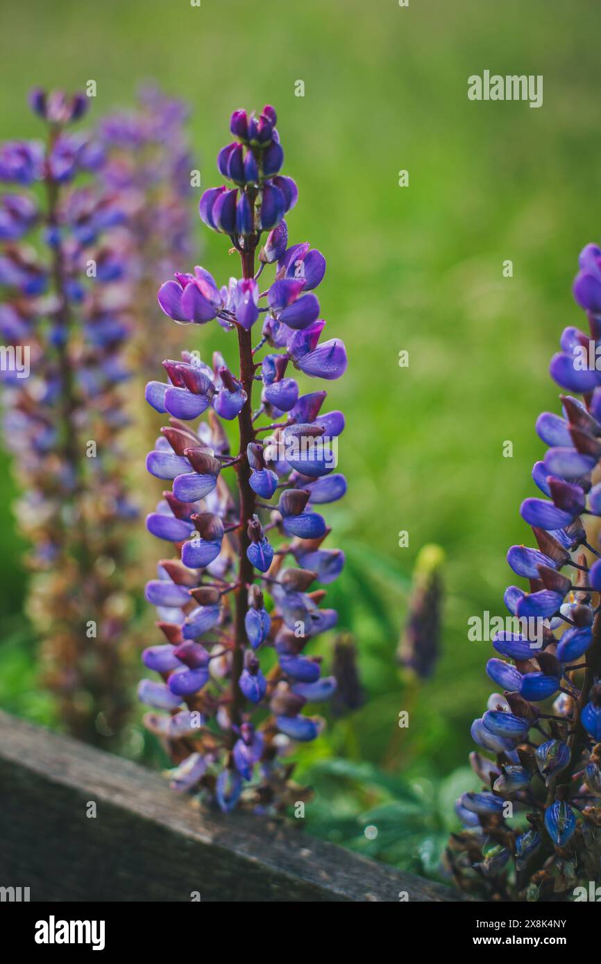 Purple lupins (Lupinus Stock Photo - Alamy