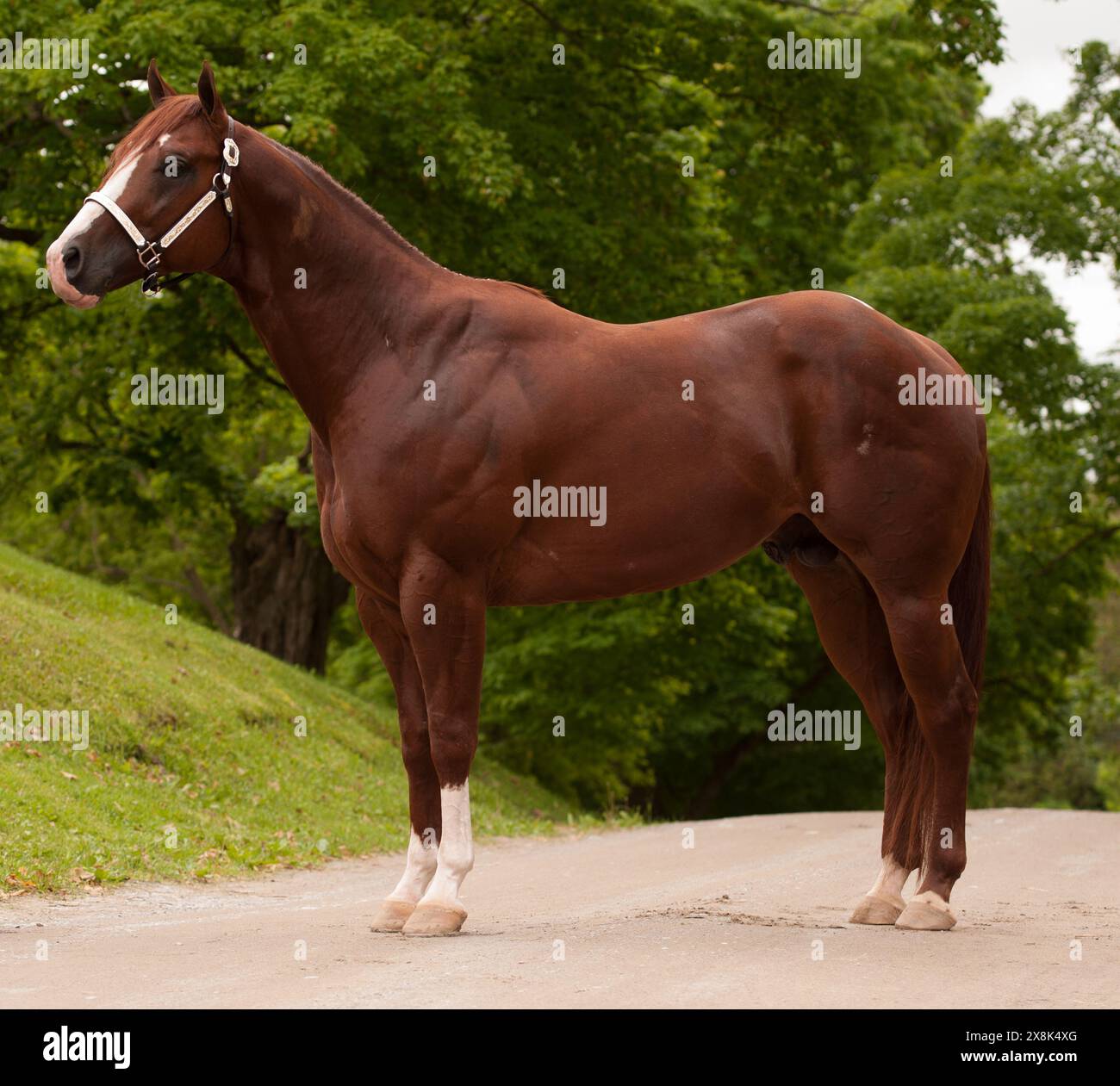 solid appaloosa horse conformation shot equine photos from side of ...