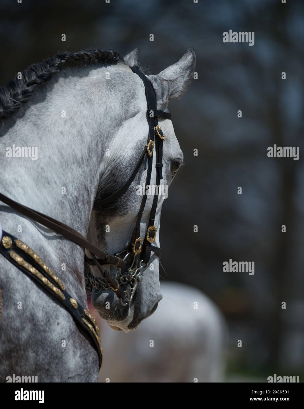 horse head shot or portrait of grey spanish andalusian horse in english ...