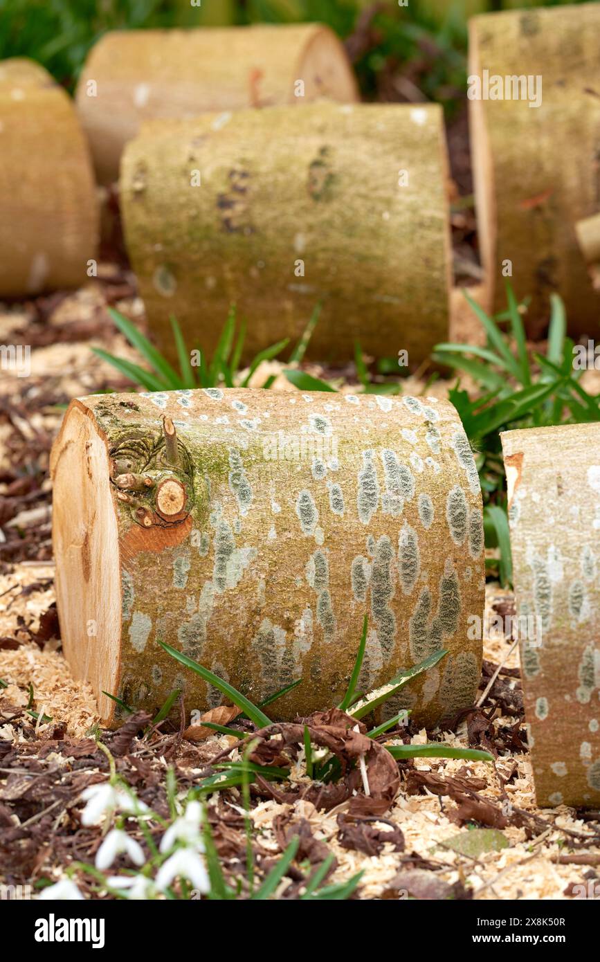 Environment, log and trees for timber in nature for farming ...