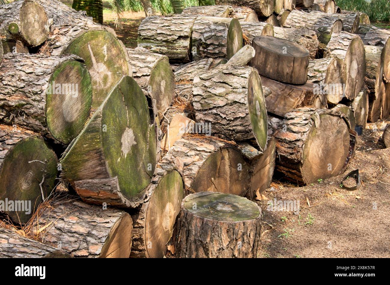 Pile cut timber forming hi-res stock photography and images - Alamy