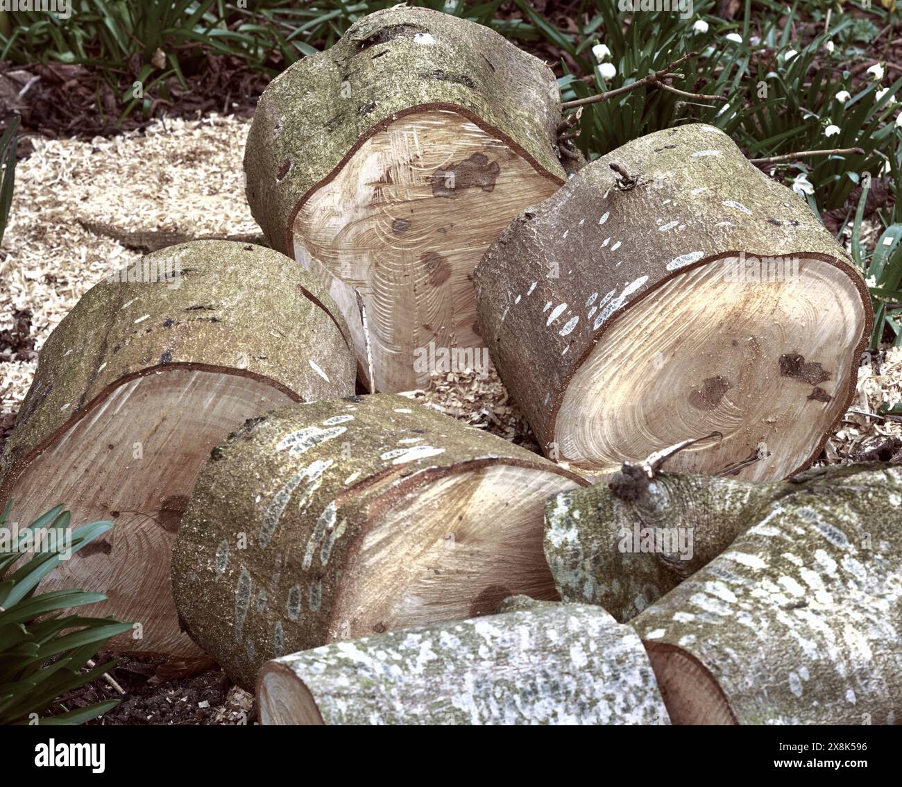 Environment, wood and trees for timber in nature for farming ...