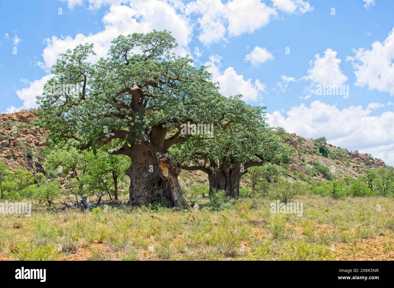 Beautiful Baobab tree in Limpopo province south africa Stock Photo - Alamy