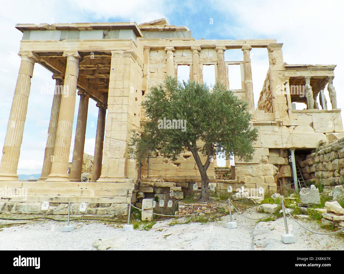 Olive tree sculpture hi-res stock photography and images - Alamy