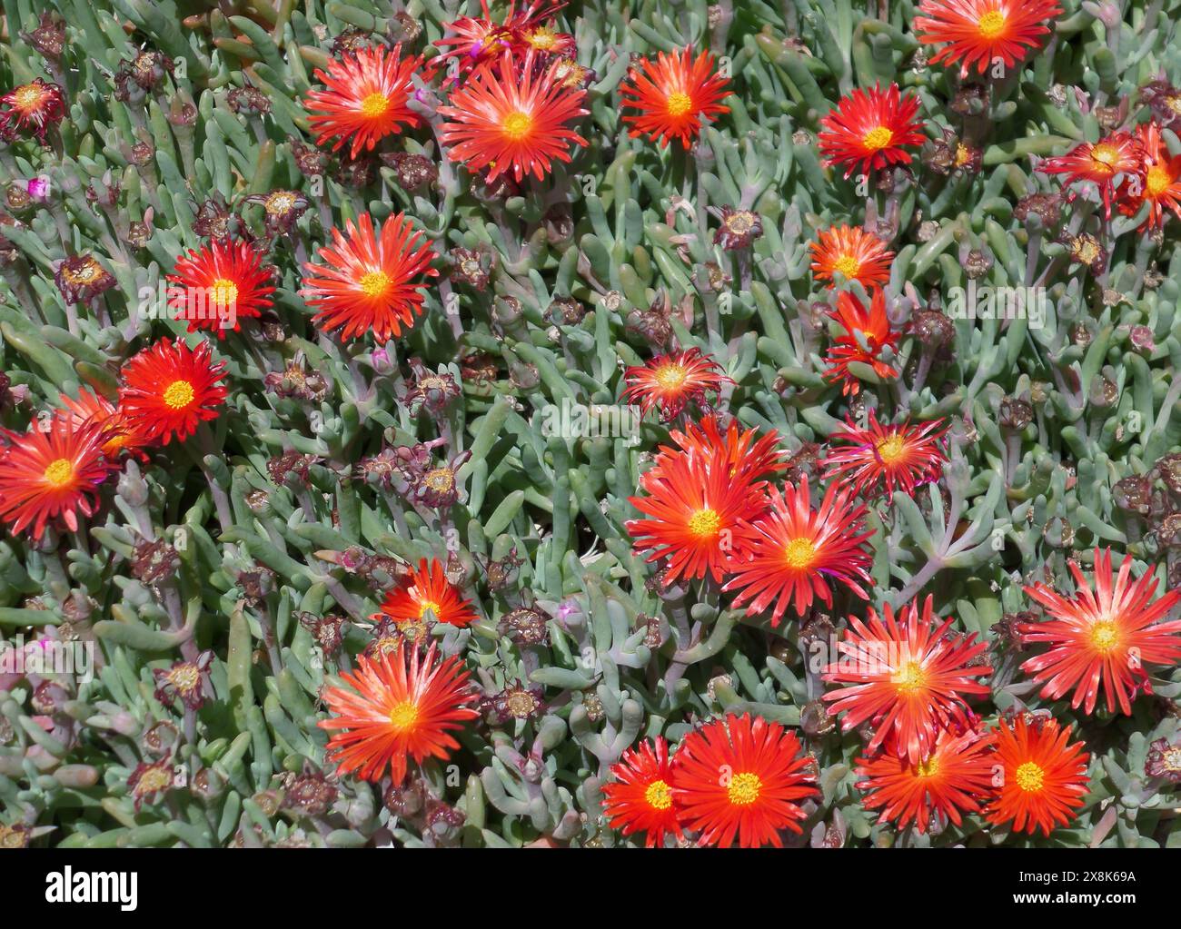 Field of Eye Catching Red Flowers of Lampranthus Succulent Plants on ...