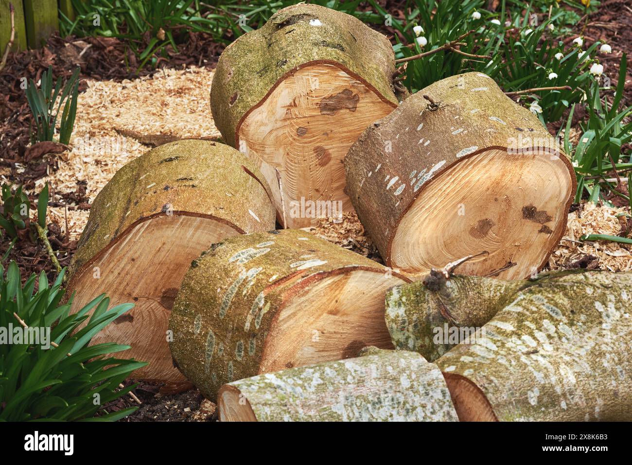 Deforestation, wood and trees for timber in nature for farming ...