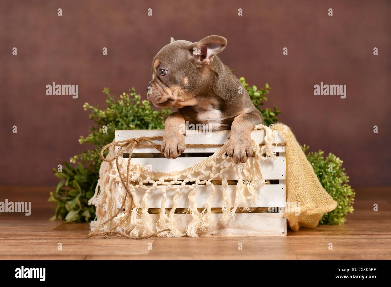 Lilac Tan French Bulldog puppy in box with boho decor in front of brown ...