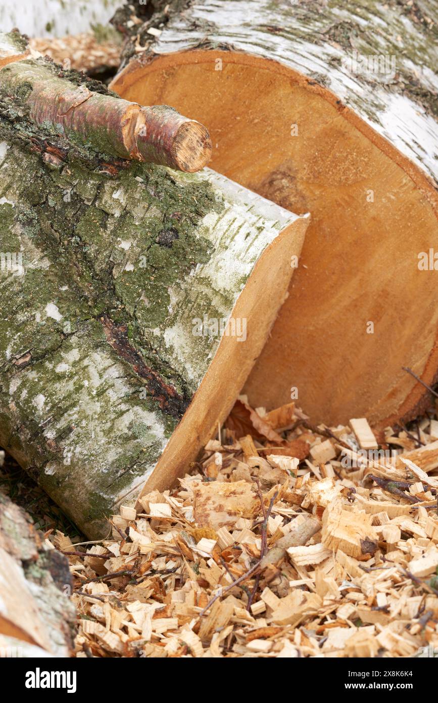 Environment, wood and trees for lumber in nature for farming ...