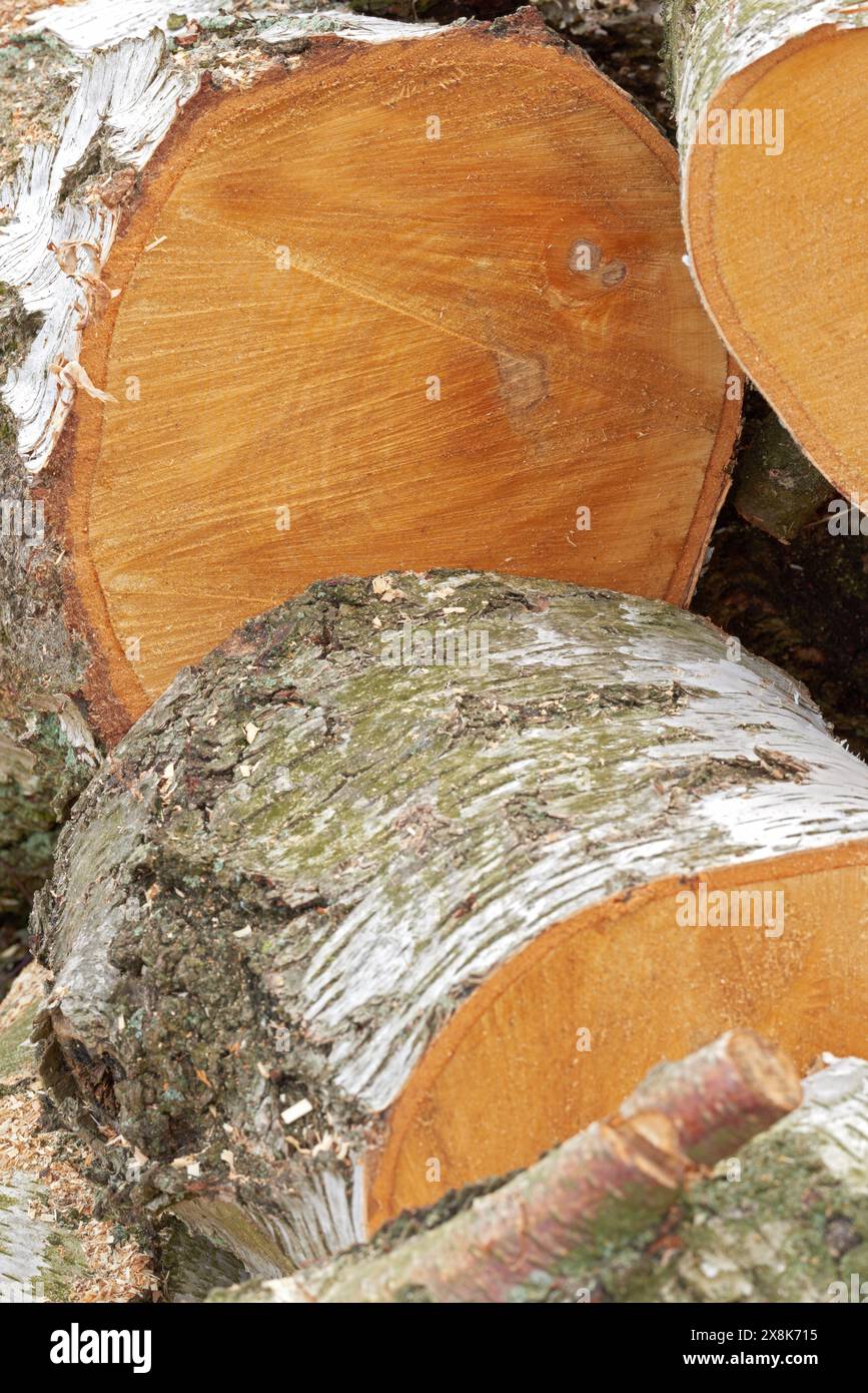 Environment, wood and trees for timber in forest for farming ...