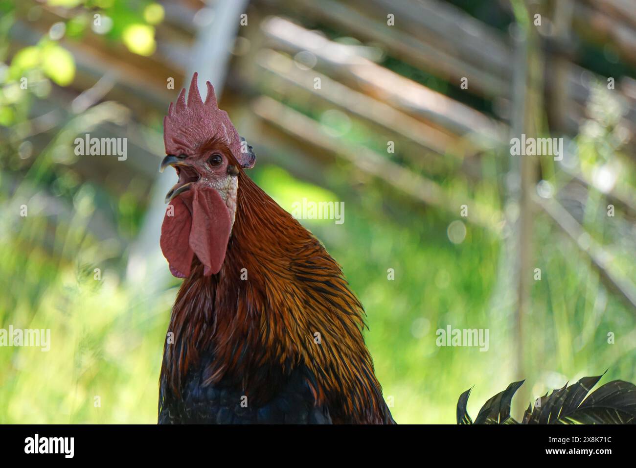 Portrait rooster standing outdoors hi-res stock photography and images ...