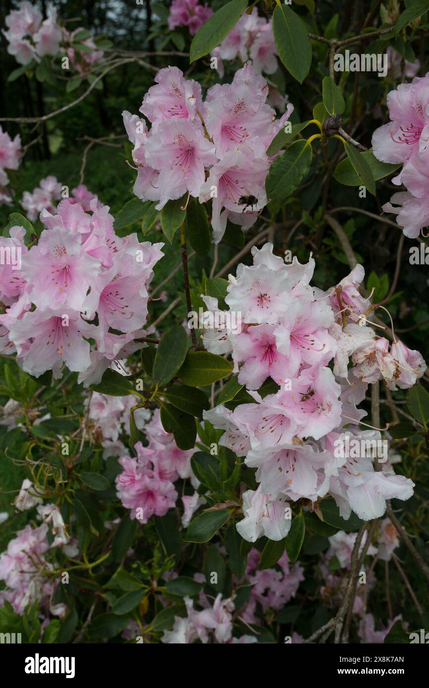 Rhododendrons walk hi-res stock photography and images - Alamy