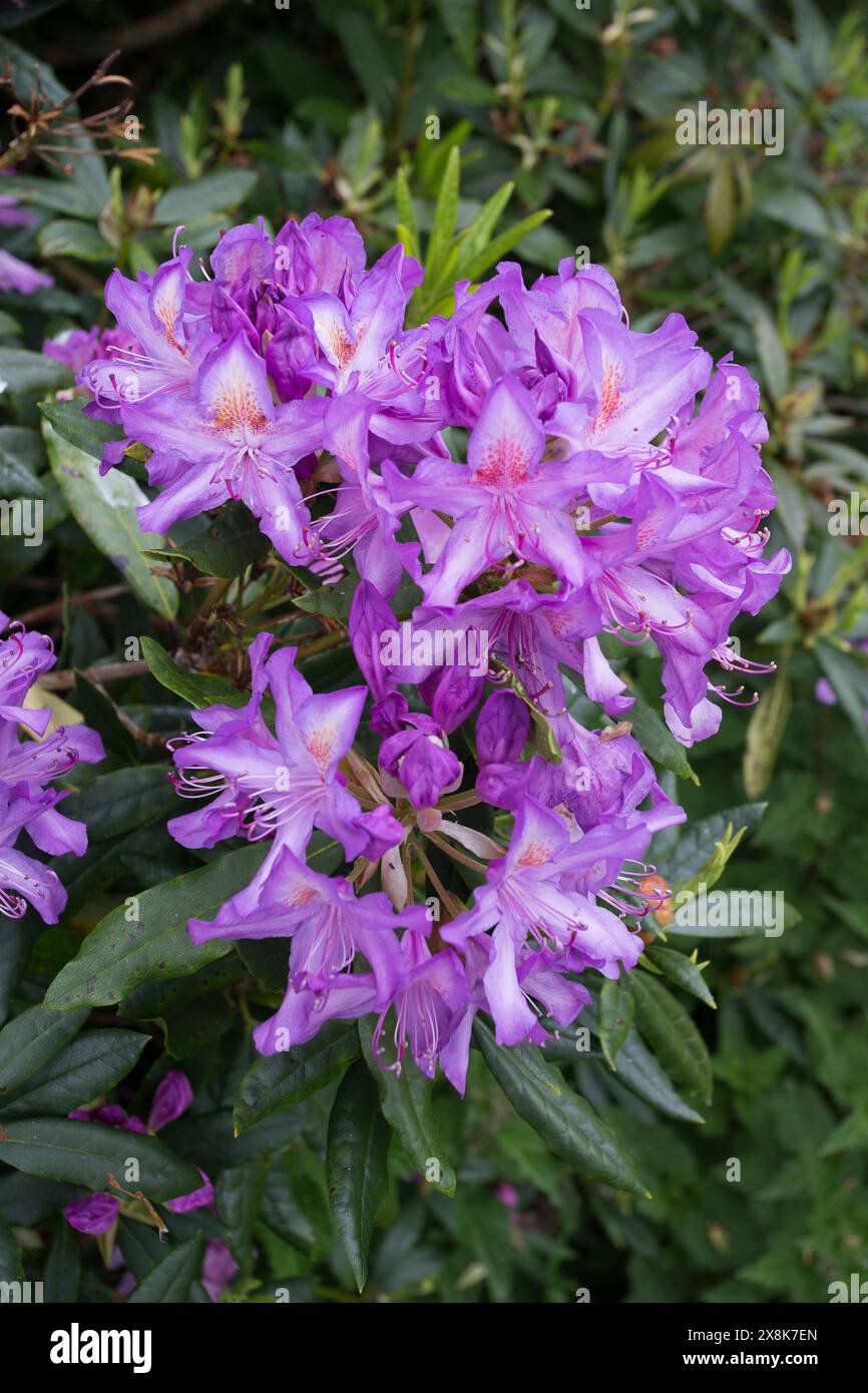 Rhododendrons walk hi-res stock photography and images - Alamy