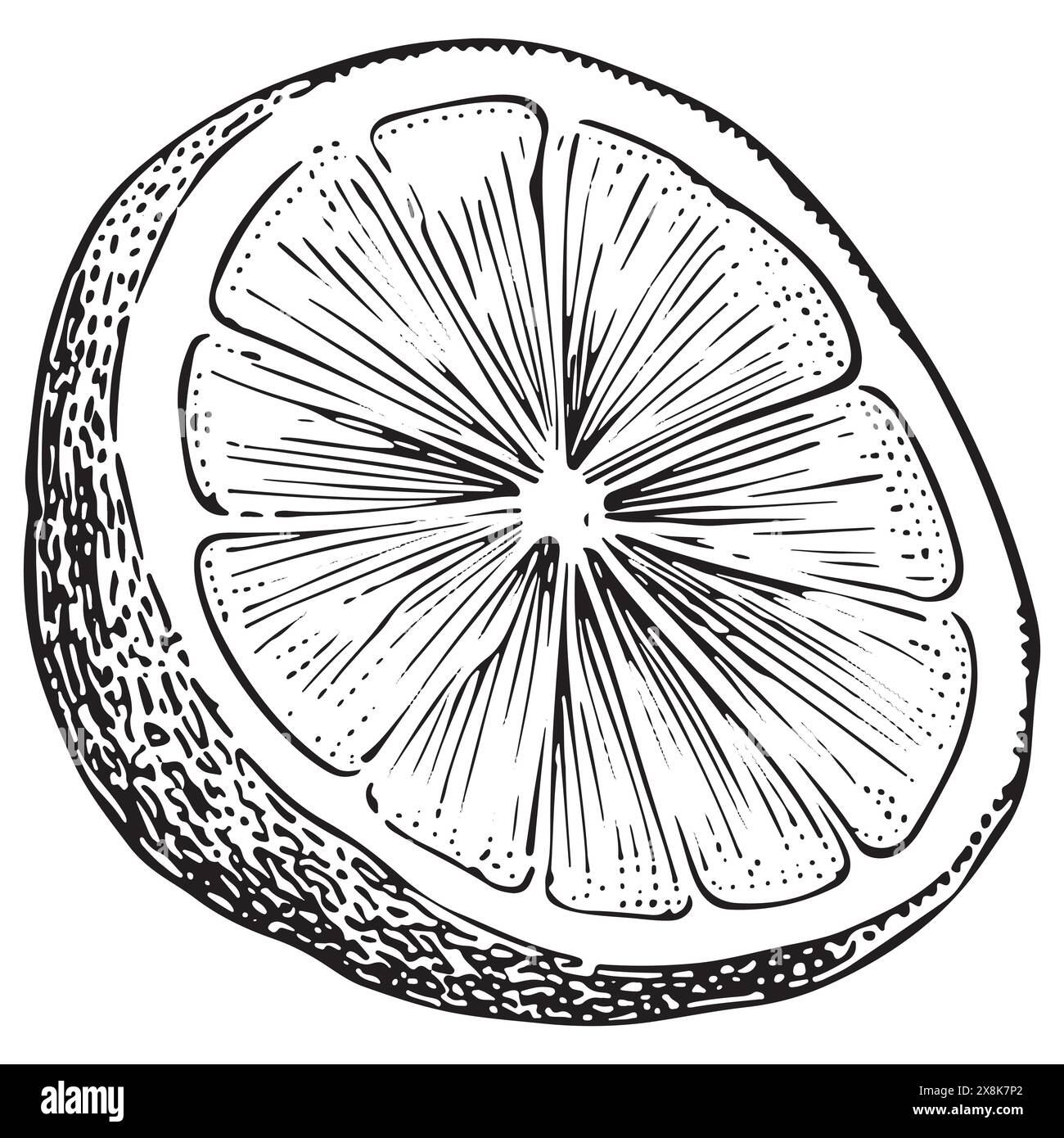 Hand Drawn Lemon Slice. Sketched Citrus Design Element Stock Vector ...