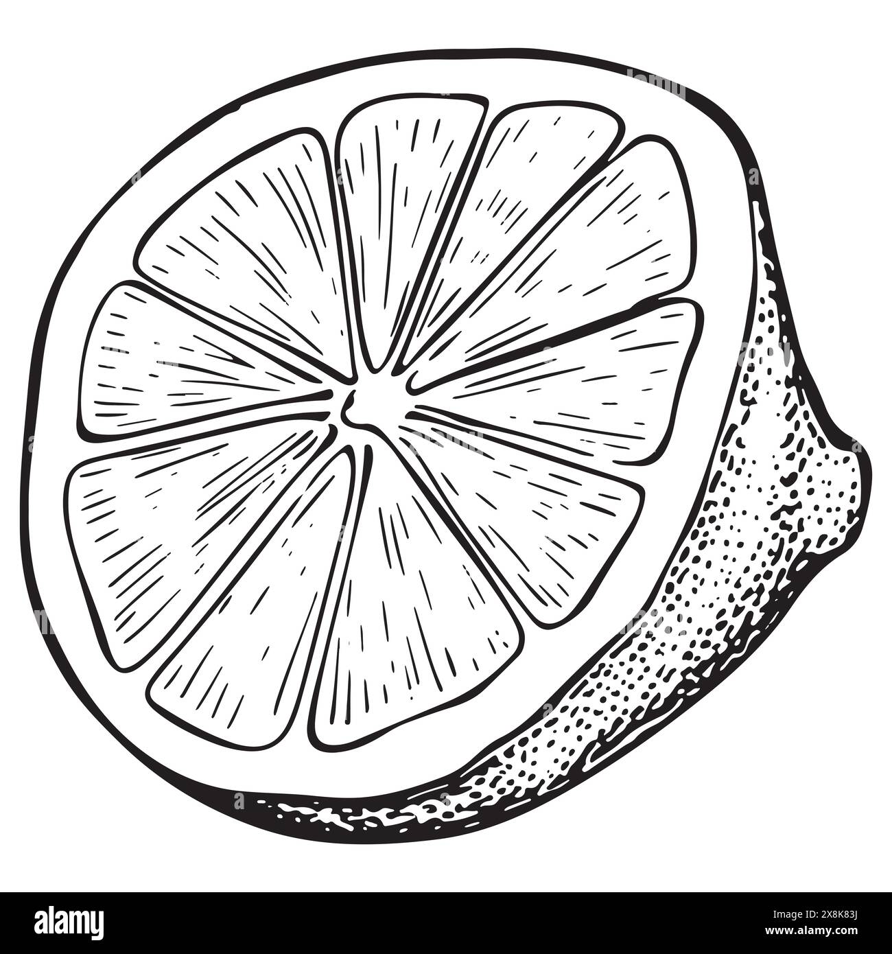 Hand Drawn Lemon Slice. Sketched Citrus Design Element Stock Vector ...