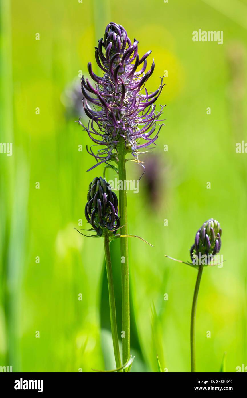 Black Rampion (Phyteuma nigrum), Schmittroeder nature reserve ...