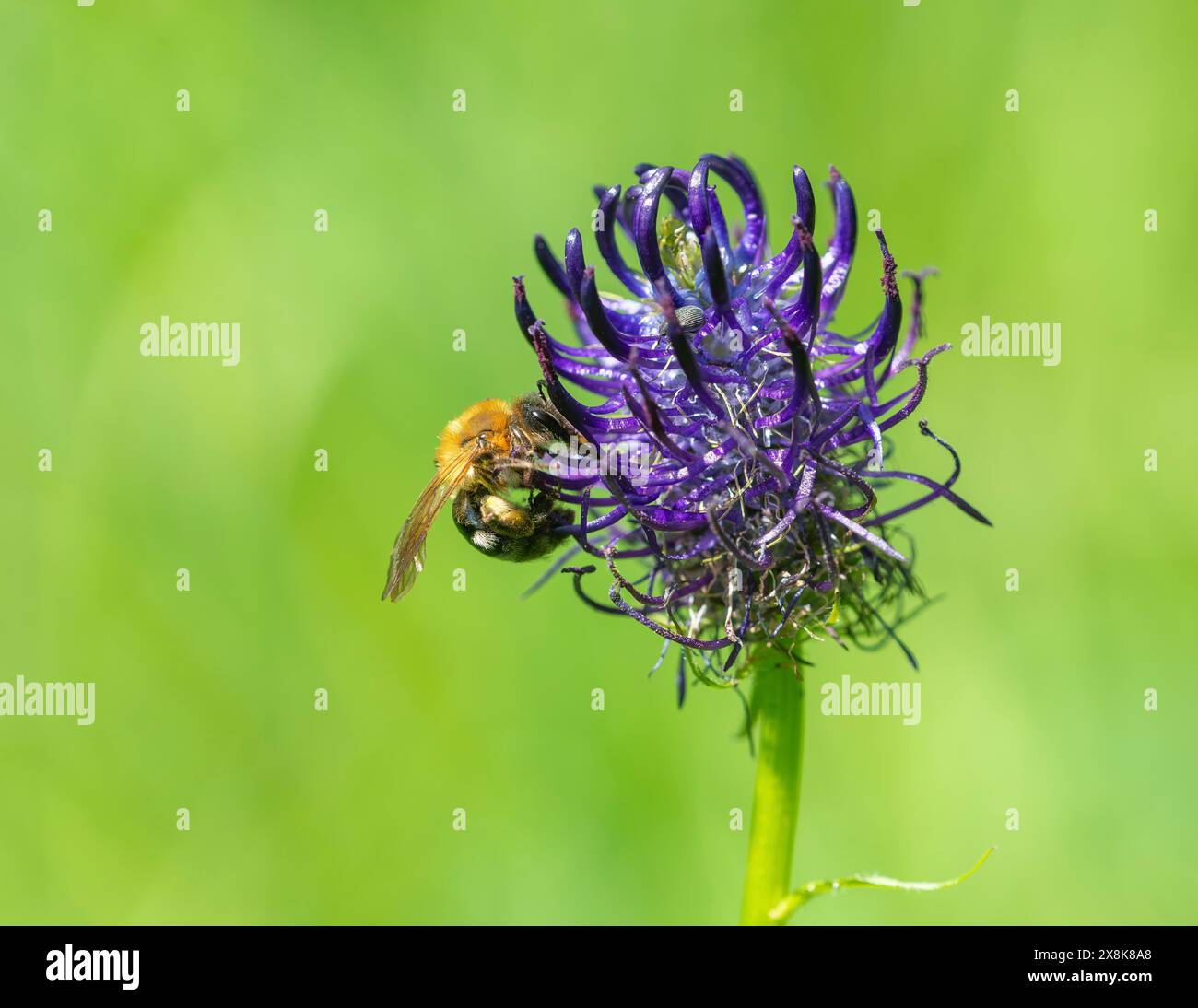 Black Rampion (Phyteuma nigrum), flower with wild bee and weevil ...