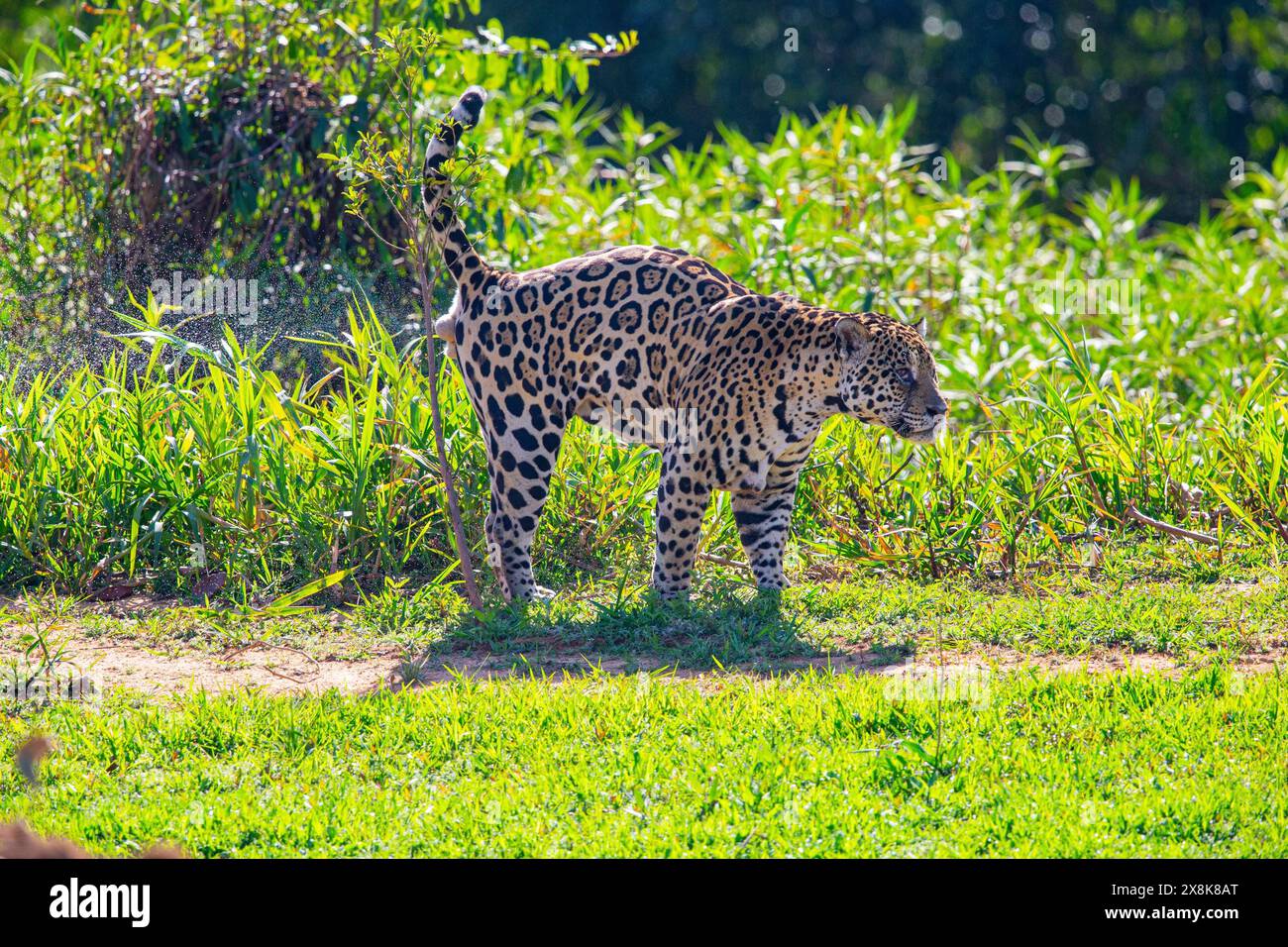 Jaguar (Panthera onca) Pantanal Brazil Stock Photo - Alamy