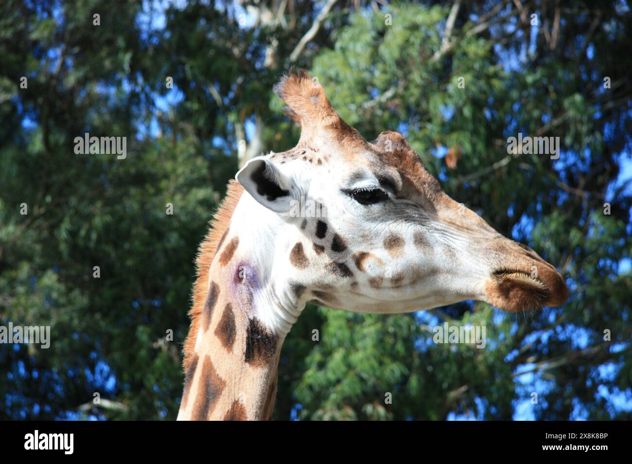 Giraffe in Wellington Zoo, North Island, New Zealand Stock Photo - Alamy