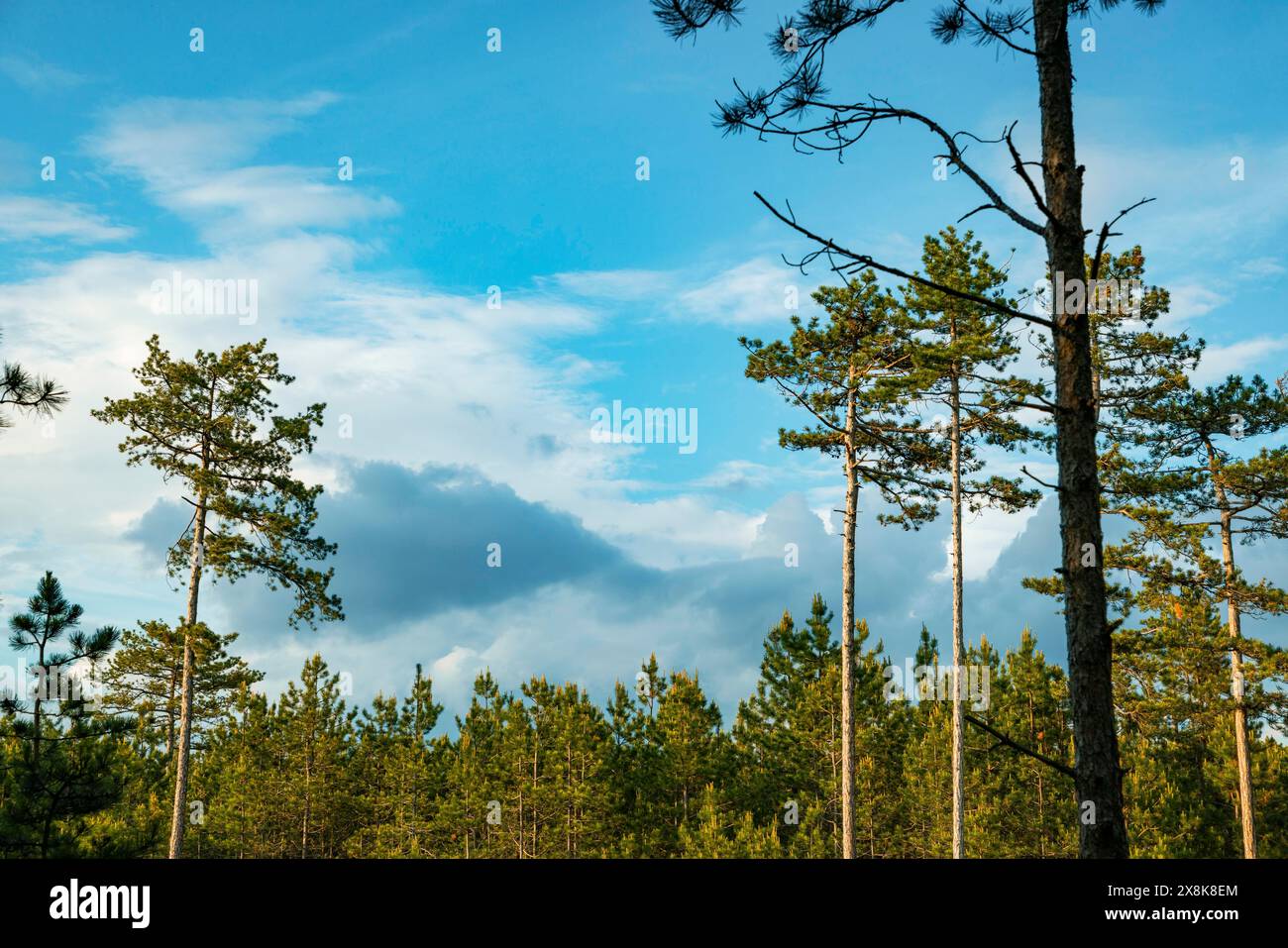 Tall european black pine (Pinus nigra) stretch out under a bright blue ...