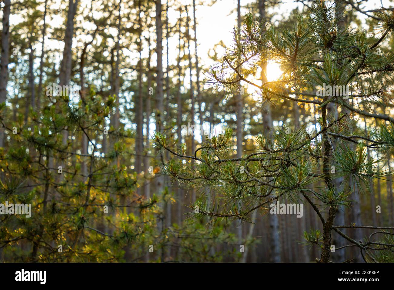 Sunlight shining through tall european black pine (Pinus nigra) in a ...