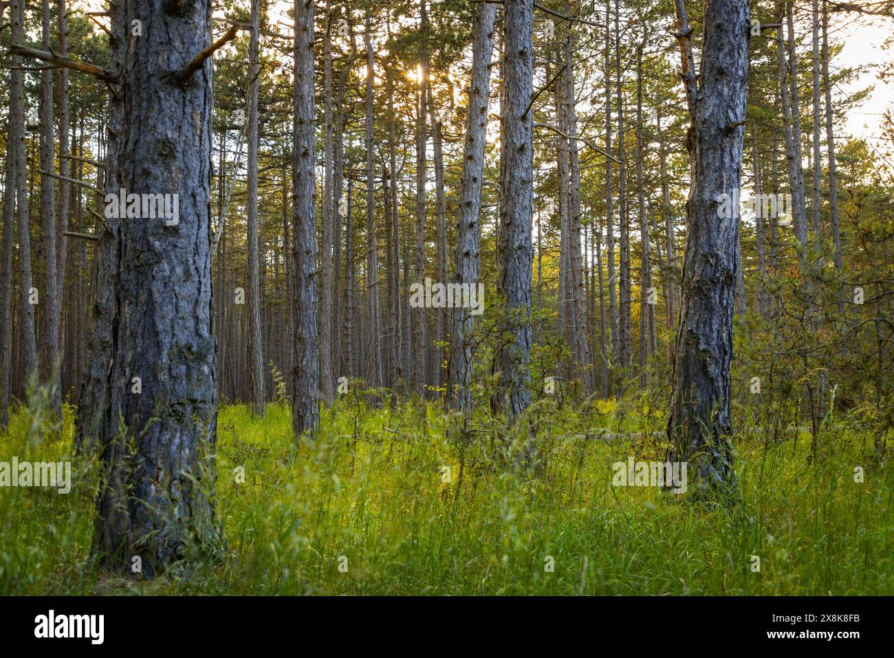 Black pine forest pinus nigra hi-res stock photography and images - Alamy