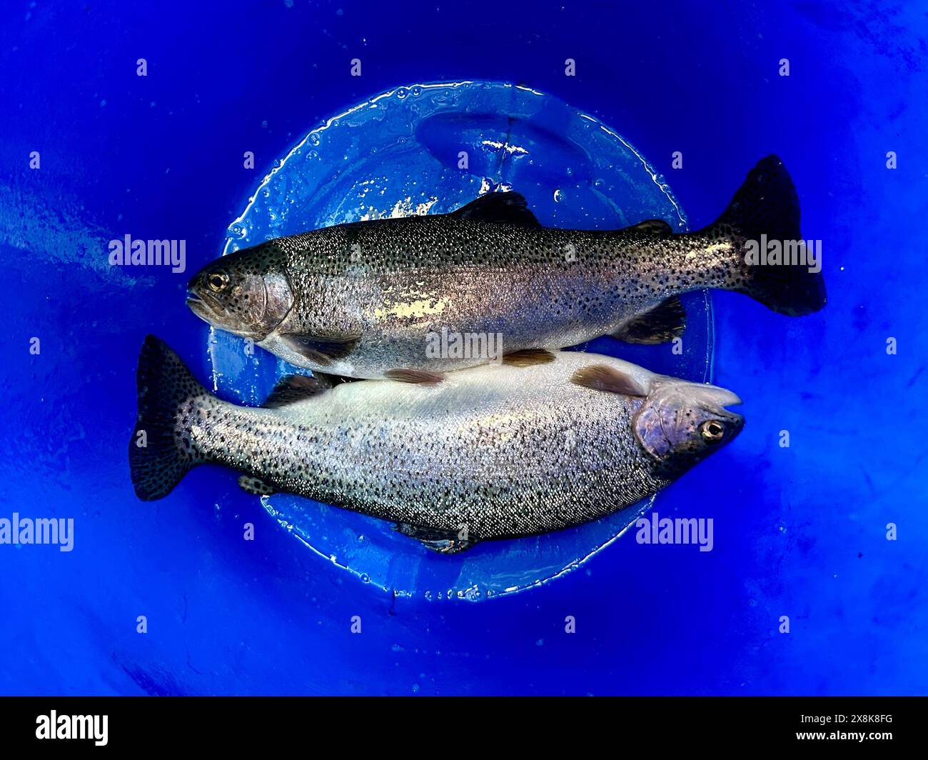 Two whole rainbow trout fishes in a blue basket. Top view Stock Photo ...