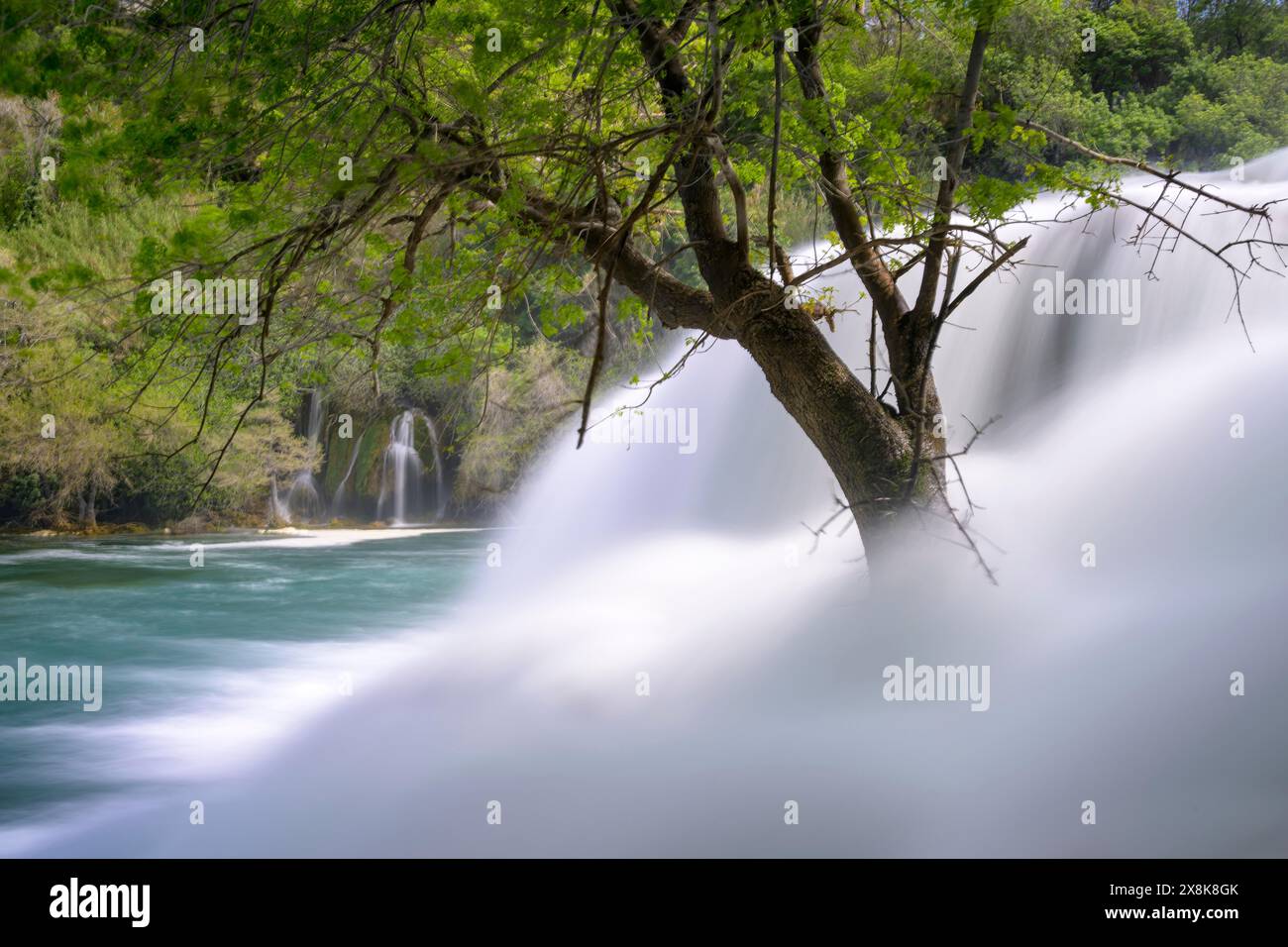A single tree leaning over a powerful waterfall in a green landscape ...