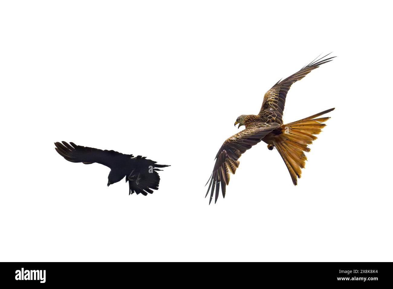 A black raven and a red kite (Milvus milvus) in flight against a white ...
