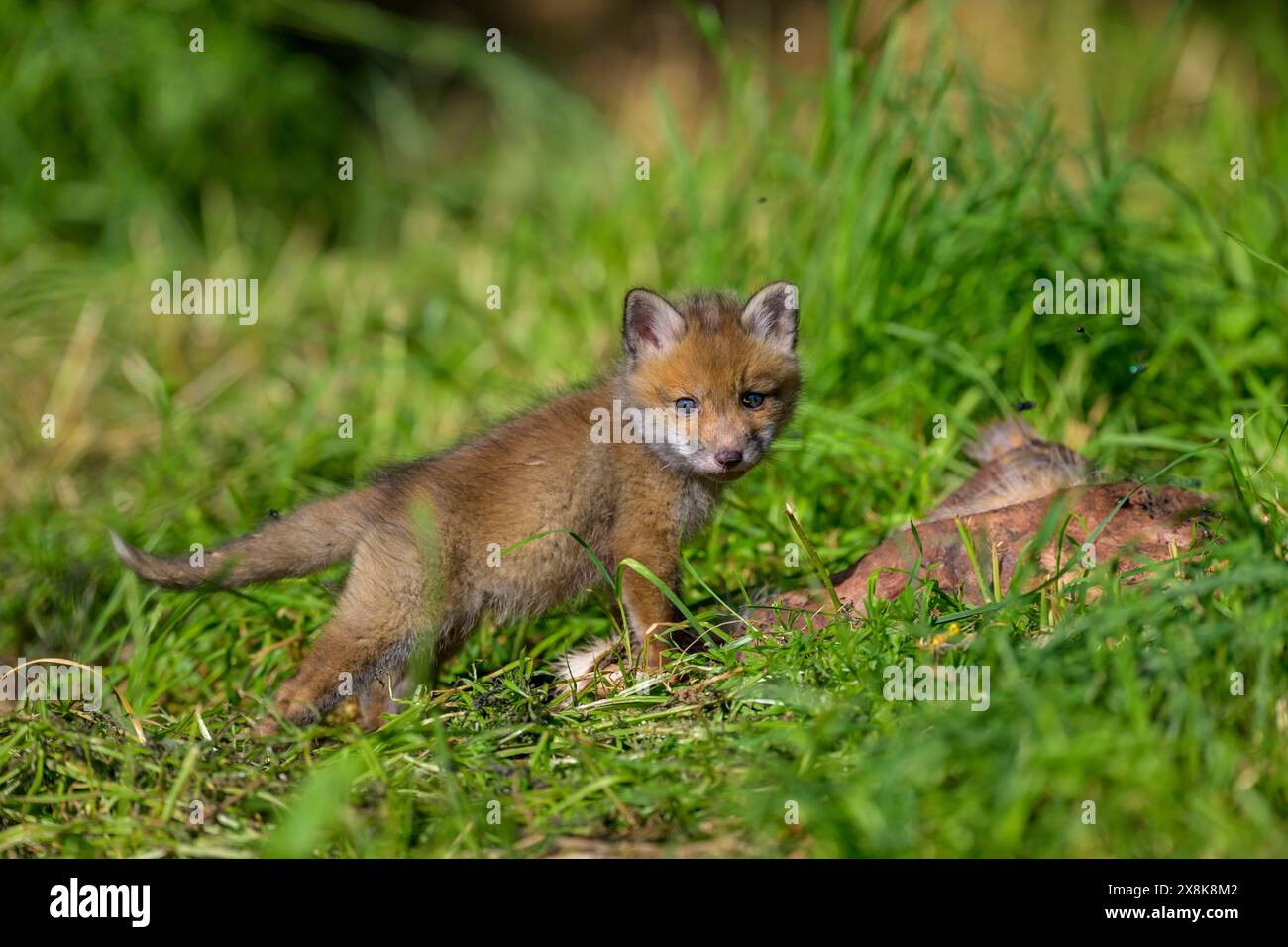 A fox cub (Vulpes vulpes) stands in the grass and looks attentively ...