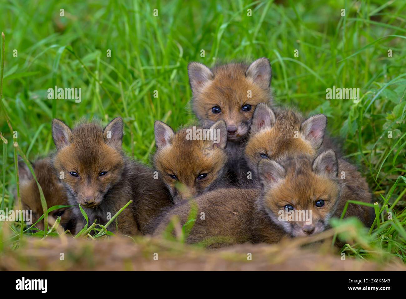 Red fox cubs cuddling hi-res stock photography and images - Alamy