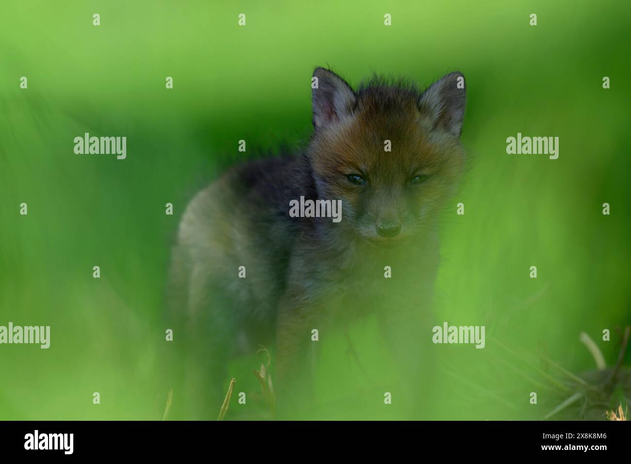 A single fox pup (Vulpes vulpes) is partially obscured by plants and ...