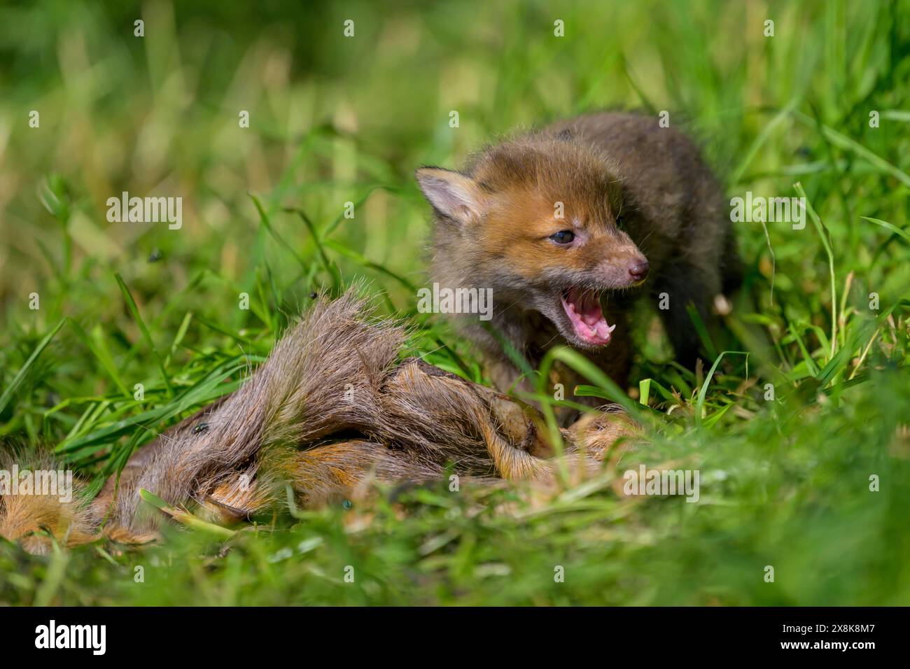 A fox cub (Vulpes vulpes) is next to another dead animal and has its ...