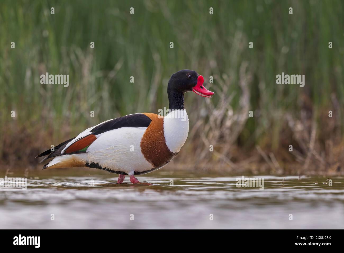 Common shelduck (Tadorna tadorna) Duck bird, half-goose family, male ...