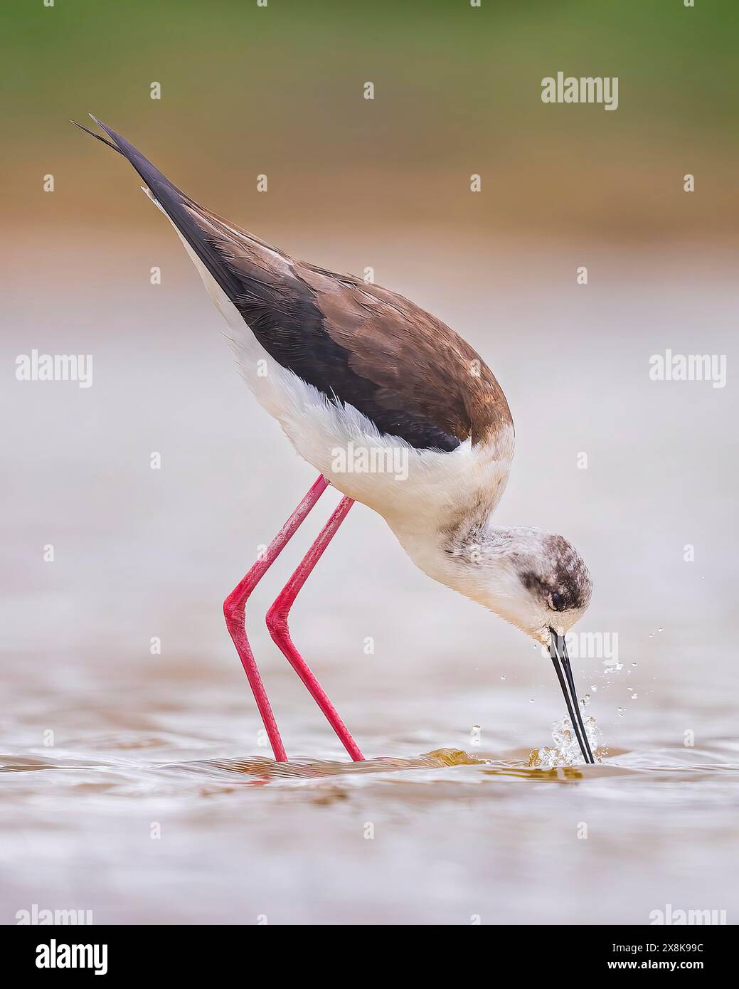 Black-winged Stilt (Himantopus himantopus) Family of Avocets, female ...