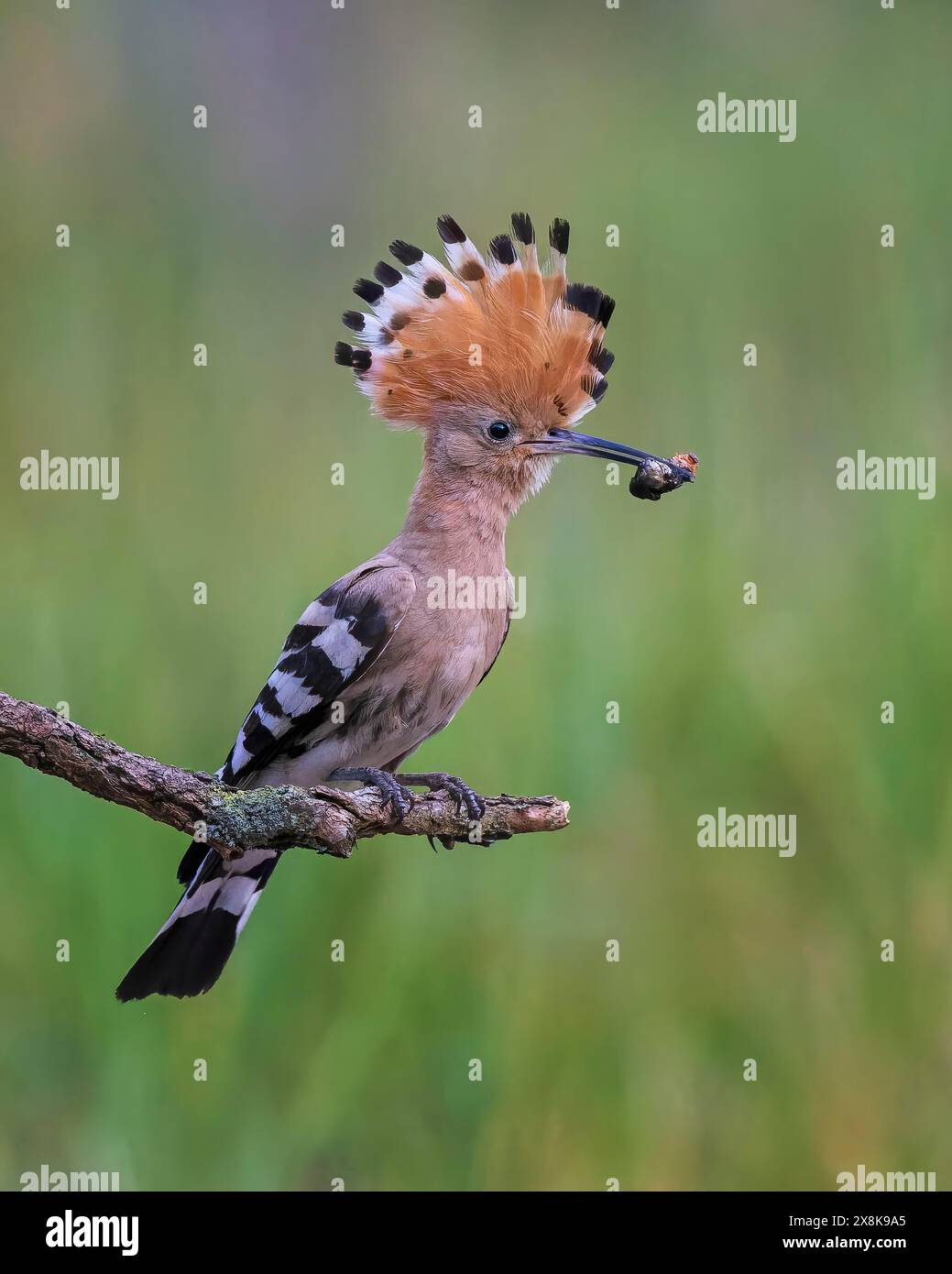 Hoopoe (Upupa epops) Bird of the Year 2022, mating, male with beetle ...