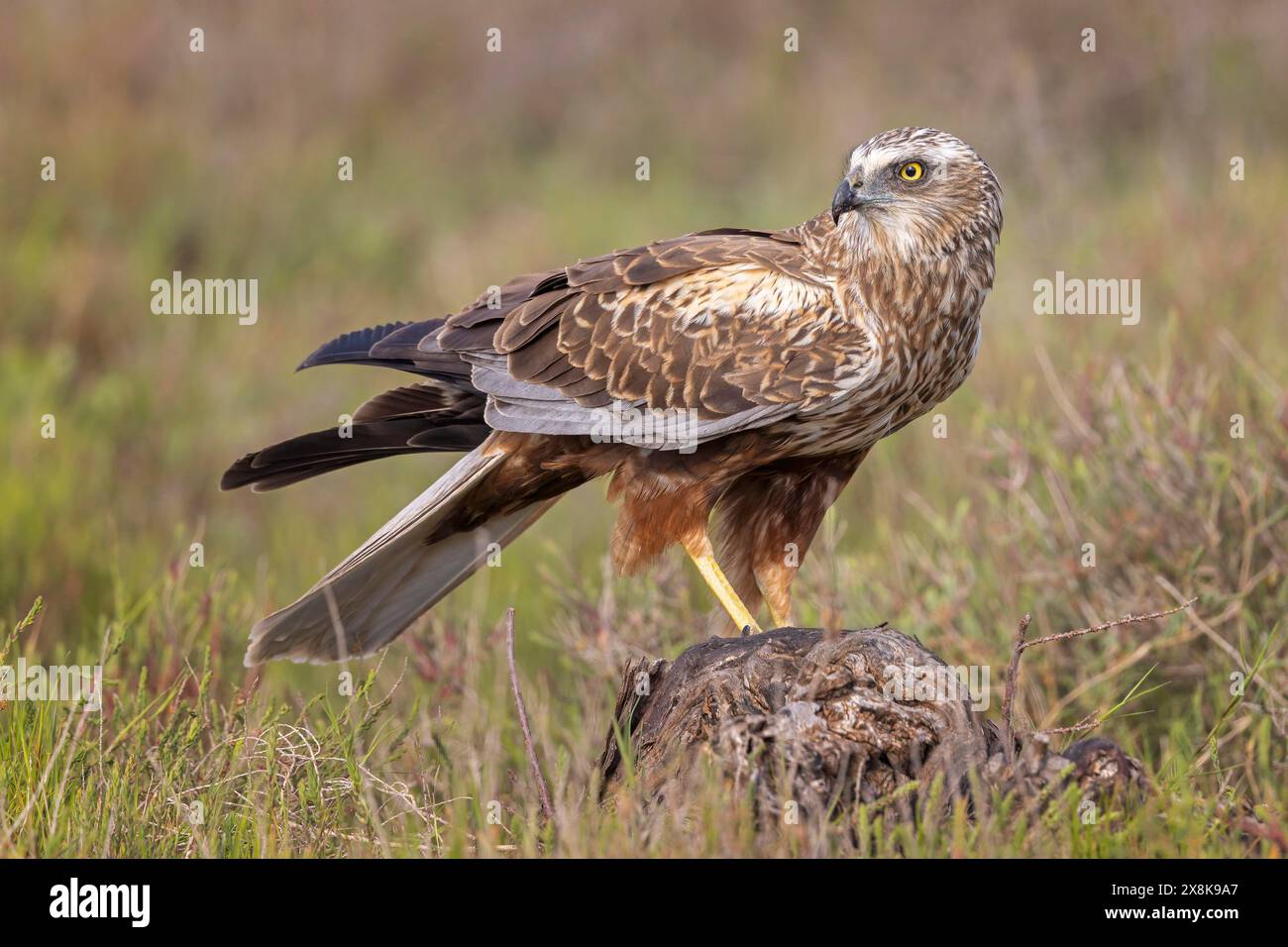 Western marsh-harrier (Circus aeruginosus) medium-sized bird of prey ...