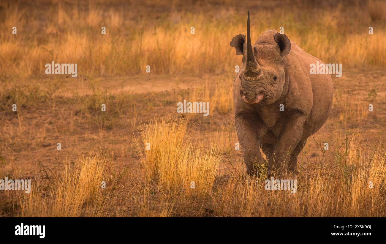 Lone female black rhino standing in the tall yellow Africa grass ...