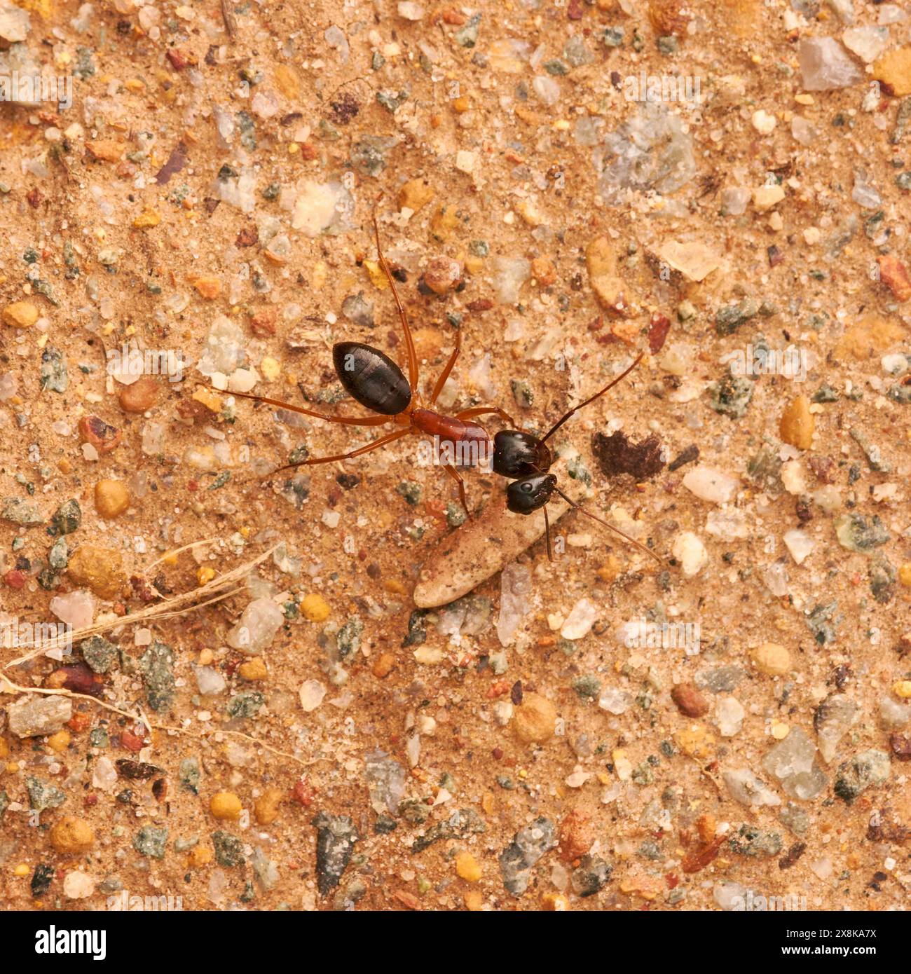 An ant with two heads, Camponotus dryandrae, on laterite clay soil in ...