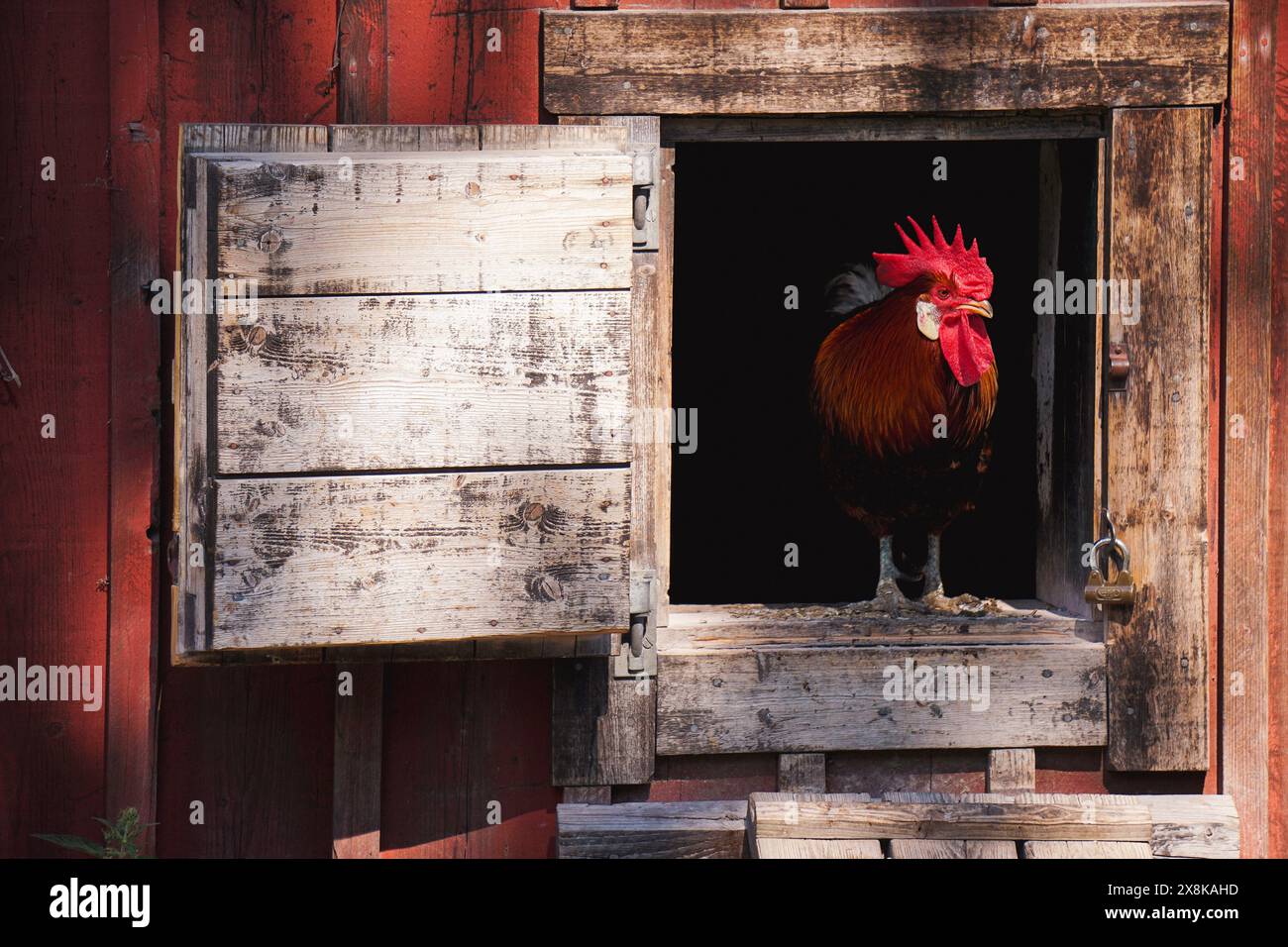 Rustic old chicken coop hi-res stock photography and images - Alamy