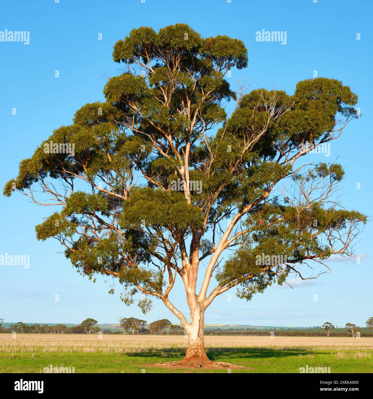 A square image of a Eucalyptus tree with pale bark in late afternoon ...