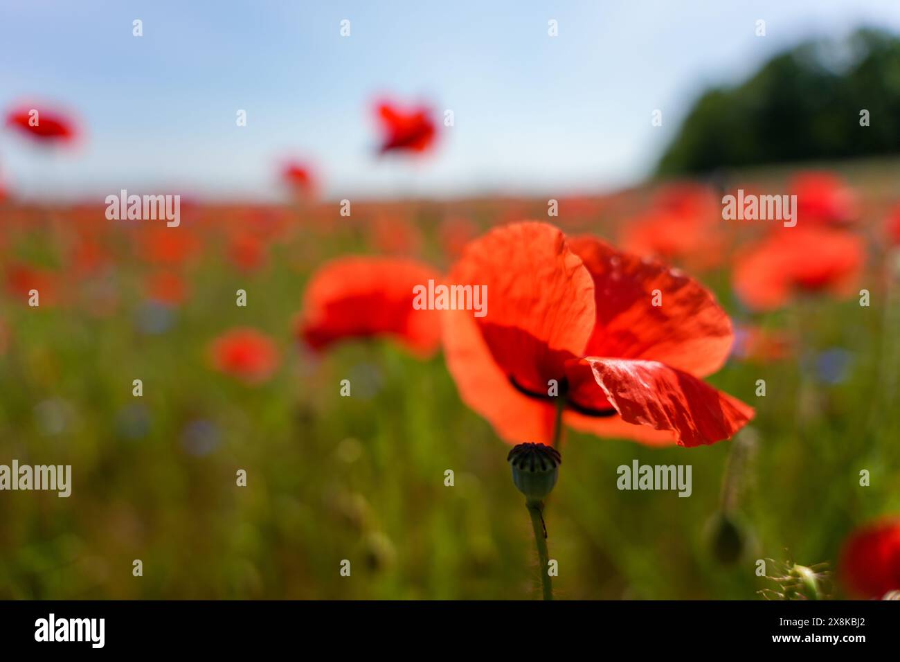 Poppies israel hi-res stock photography and images - Alamy