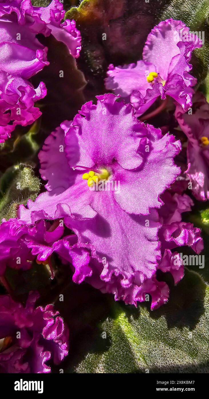 New carnation colors hi-res stock photography and images - Alamy