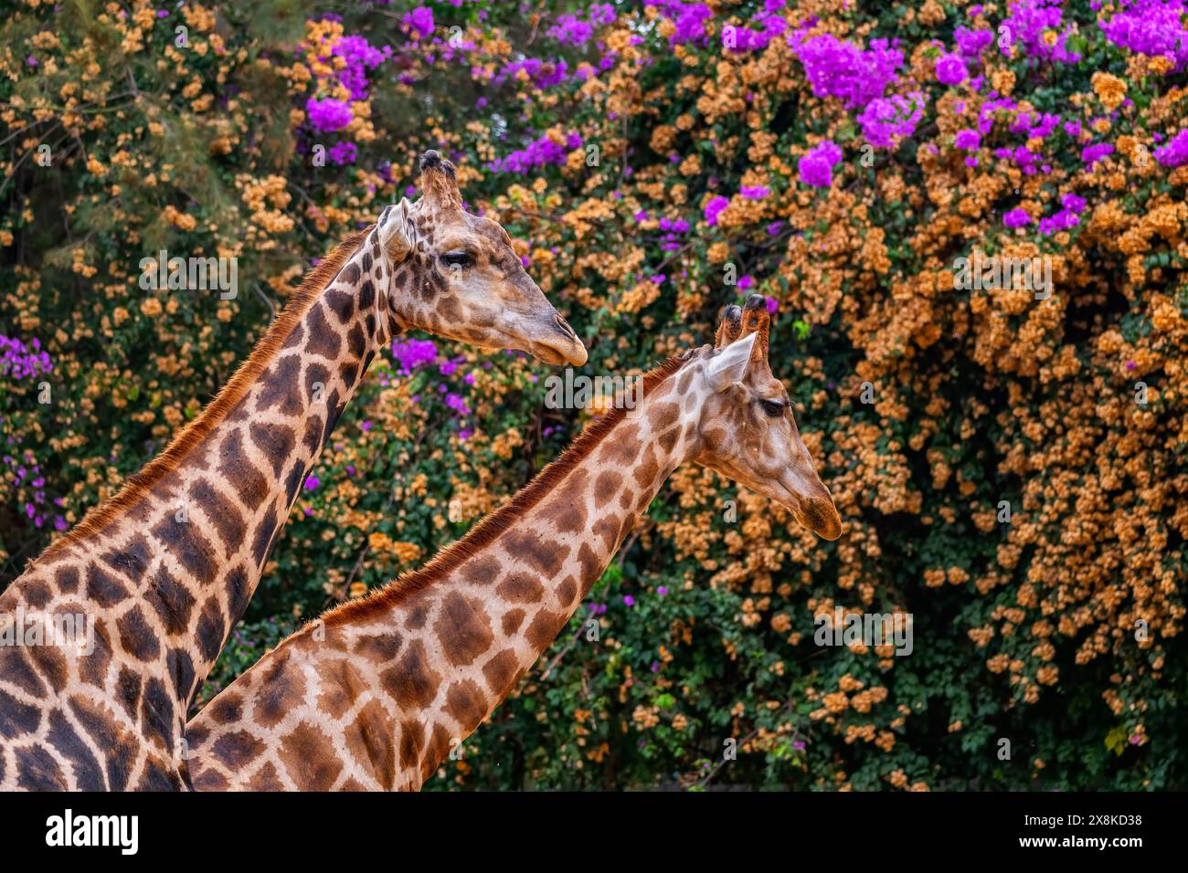 The Nubian Giraffes (Giraffa camelopardalis) against blooming trees ...