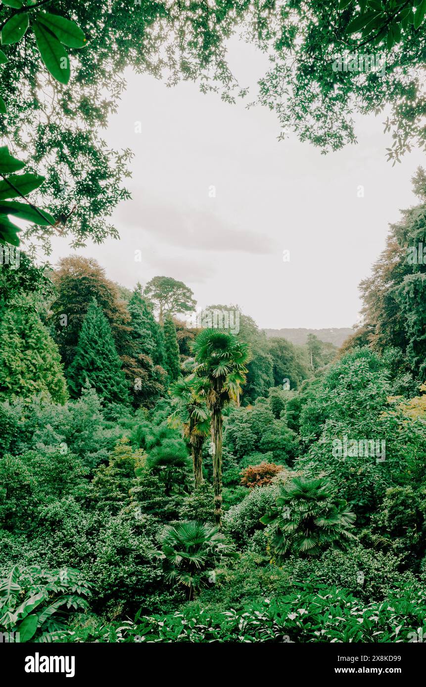 Trebah Garden With Abundant Trees In Cornwall, UK Stock Photo - Alamy